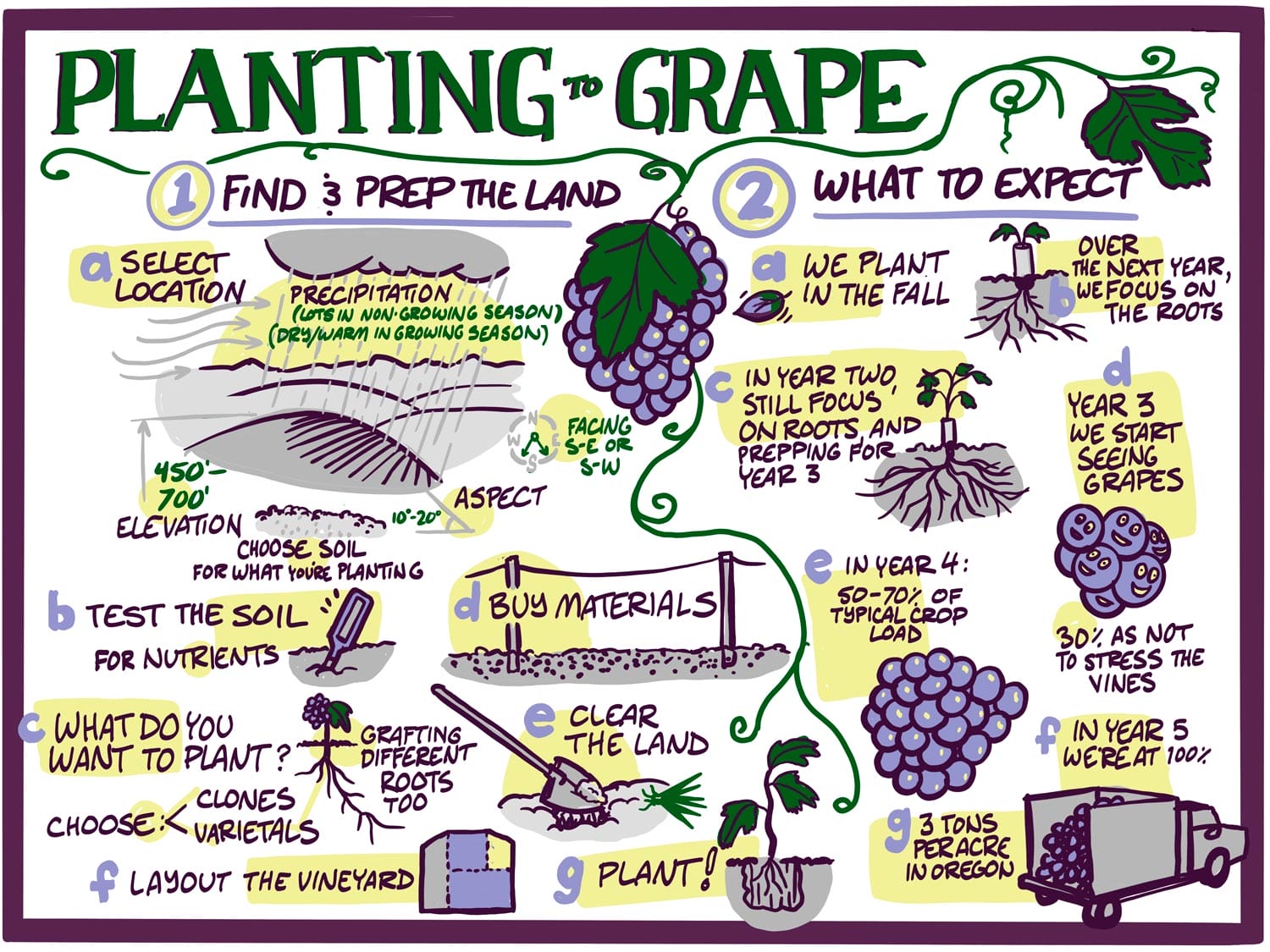 Planting A Vineyard: The Process of Growing Wine Grapes - Violet Vines