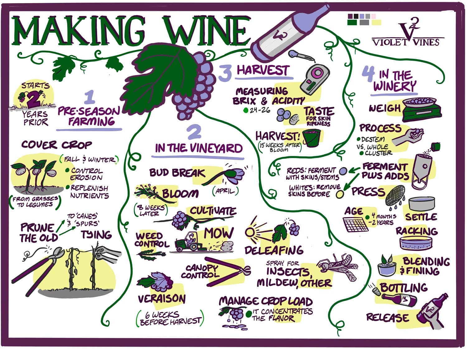 How to Make Wine - Violet Vines