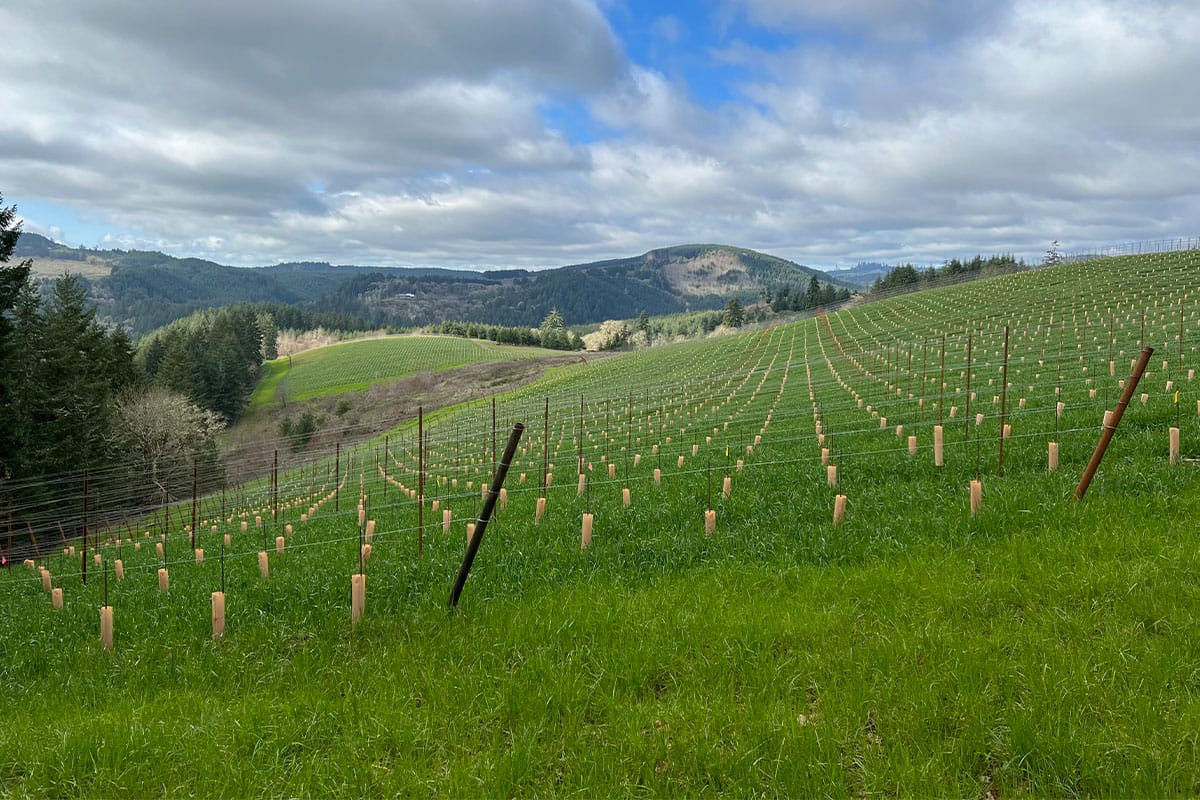Planting A Vineyard: The Process of Growing Wine Grapes - Violet Vines